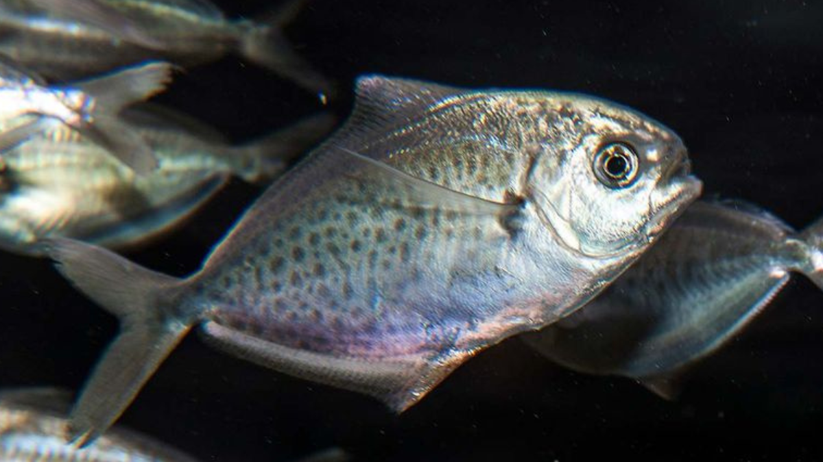 22 Fish You Should Stop Eating — and What Makes Them Risky